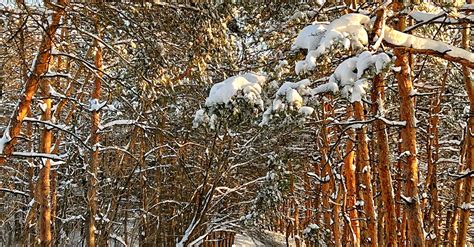 감기 겨울 겨울 동화나라 겨울 풍경 겨울의 추위 겨울의 평온 경치 좋은 길 계절 고요한 광야 나무 눈 내리는