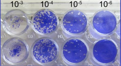 Plaque Assay Flashcards Quizlet