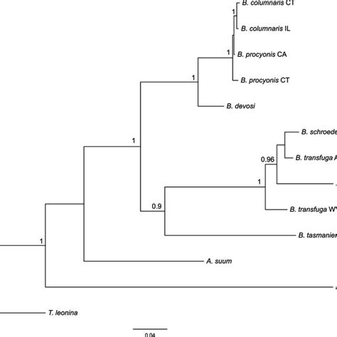 Bayesian Consensus Tree Based On Full Mitochondrial Gene Sequences 3