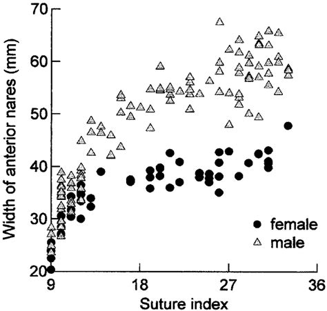 Examples Of Monophasic And Neural Development In Both Sexes A And