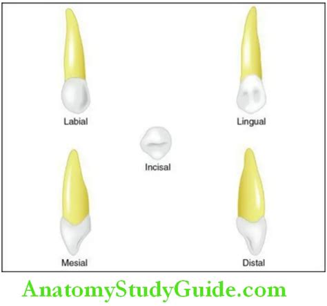 The Permanent Maxillary Canine Notes Anatomy Study Guide