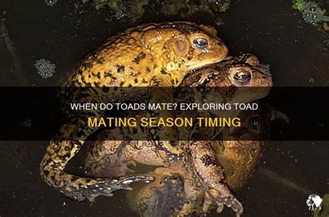 When Do Toads Mate Exploring Toad Mating Season Timing Petshun