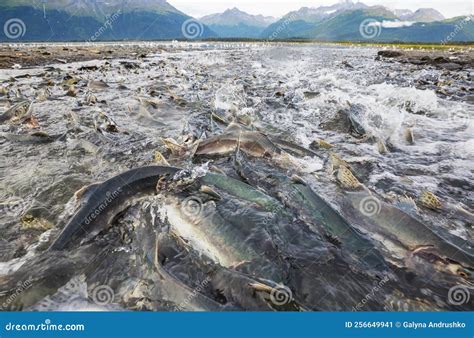 Spawning Salmon Stock Image Image Of Sport View Scenic 256649941