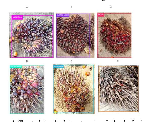 Figure 1 From Comparison Of Yolov8 And Efficientdet4 Algorithms In Detecting The Ripeness Of Oil