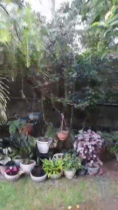 Bird Nest කුරුලු කූඩුව Youtube