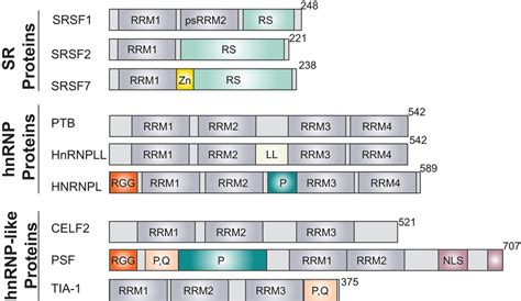 Rna‐binding Proteins Characterized To Regulate Alternative Splicing And