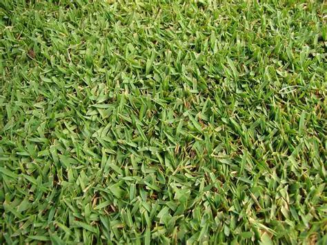 Best Types Of Grass For Home Lawns In Alabama