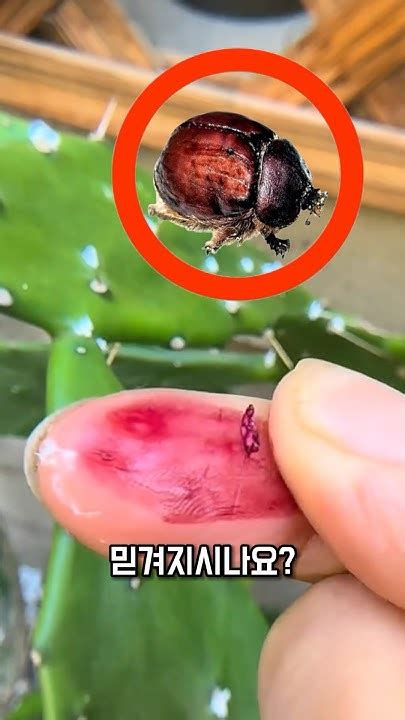 곤충으로 만든 립스틱 Youtube