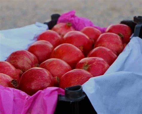 شرکت دولتی افغان کارت صادرات انار به روسیه را آغاز کرد وزارت مالیه