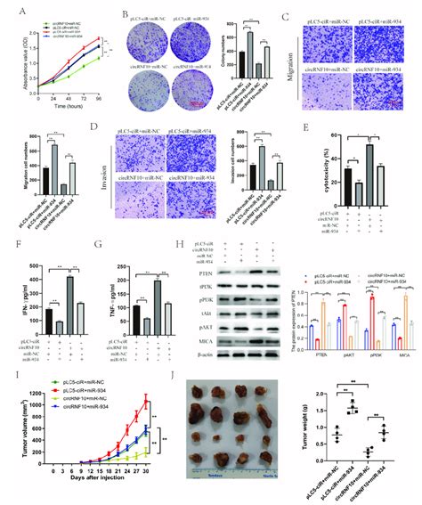 Circrnf10 Regulates Mir 934 To Affect Bc Cell Proliferation Migration Download Scientific