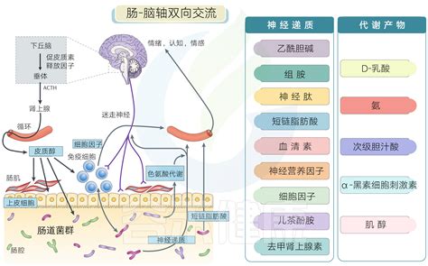 深度解读 肠道菌群和中枢神经系统的关系中国医疗
