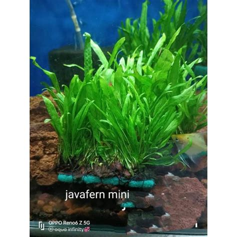 Java Fern Mini Aquatic Plants Shopee Philippines