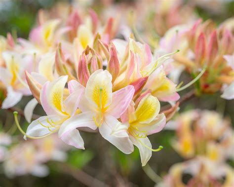 How To Prune Azaleas To Keep Them Healthy And Beautiful Homes Gardens