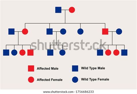 Pedigree Chart Inheritance Sex Linked Dominant Inheritance Stock Vector
