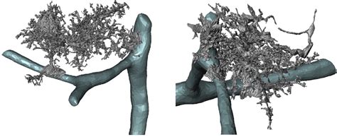 Figure 1 1 From Cut Finite Element Discretizations Of Cell By Cell Emi Electrophysiology Models