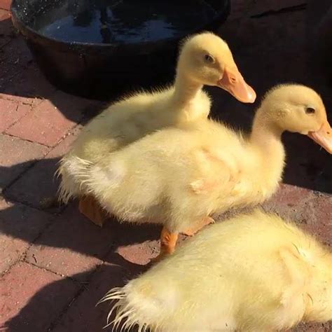 Synopsys Software Integrity Black Duck Home