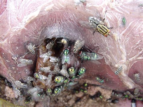 Stages Of Decomposition The Australian Museum