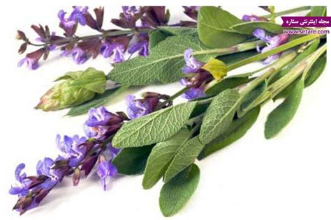 خواص مریم گلی؛ فواید بیشمار گیاه مریم گلی در درمان بیماری‌ها ستاره