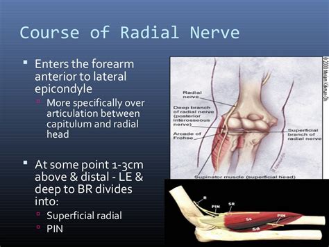 Radial Nerve Course And Relations Applied Anatomy
