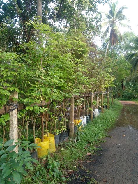 උද්‍යාන අලංකාරනය සදහා ගස් සහ විසිතුරු ශාක වර්ග අලවිය සහ මිලදීගන්නන් ගේ සංගම