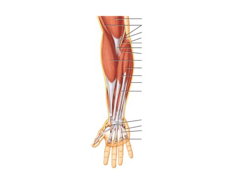 Anterior Forearm Muscles Unlabeled