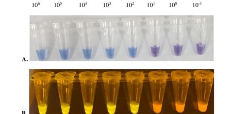 The Sensitivity Of The Real Time Rt Lamp Method With Primer Set 1 For Download Scientific