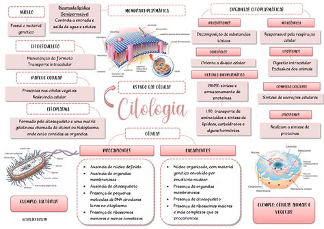 Mapa Mental De Citologia Study Notes Cytology And Histology Docsity