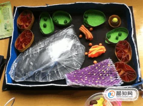 植物细胞模型制作方法 酷知经验网