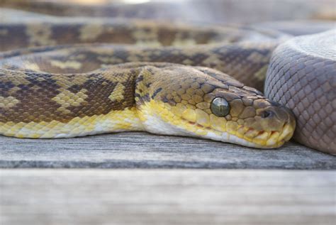 Malayopython Timoriensis Dkpythons