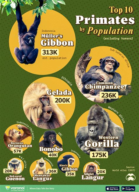 Types Of Primates List With Pictures
