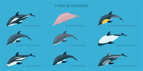 Animal Classification Vector Art Icons And Graphics For Free Download
