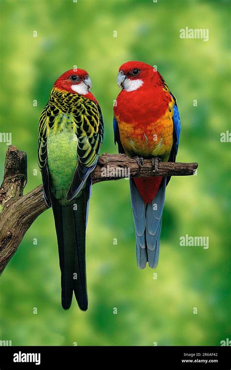 Eastern Rosella Pair