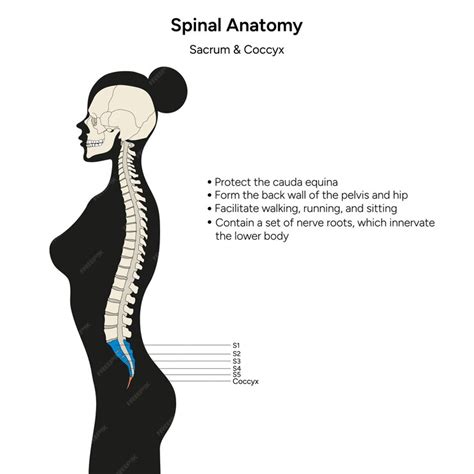 척추 해부학 Sacrum 및 Coccyx 인포그래픽 ⁇ 터 프리미엄 벡터