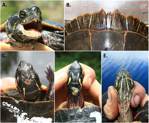 Male Sexual Weaponry And Female Wounding In The Painted Turtle Download Scientific Diagram