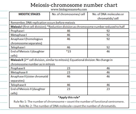 Chromosomes And Chromatid Count In Humans During Meiosis ~ Biology