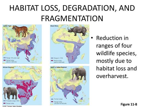 Ppt Sustaining Biodiversity Powerpoint Presentation Free Download Id1957369