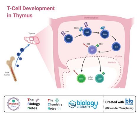 T Cell T Lymphocyte Definition Types Development Applications
