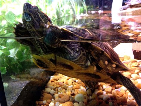 Free Picture Red Eared Slider Turtle Trachymys Scripta Elegans