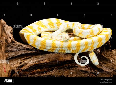 Yellow And White Striped Darwin Albino Carpet Python Coiled On Tree Root Stock Photo Alamy