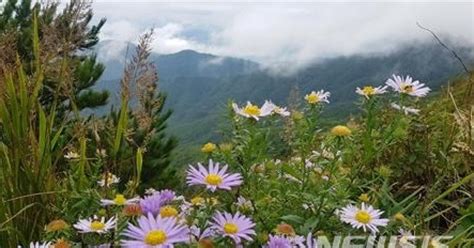 소백산 능선에 가을 야생화 개화구절초·투구꽃 등 만개