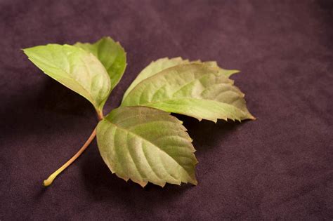 无人 横图 正面 植物 静物 叶子 一个 绿色 摄影 单个 草本 叶脉 彩图