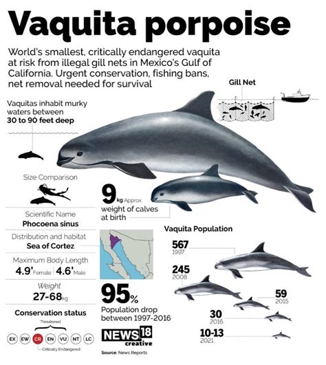Vaquita Porpoise Insights Ias Simplifying Upsc Ias Exam Preparation