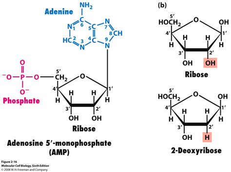 Dna Structure Deoxyribose