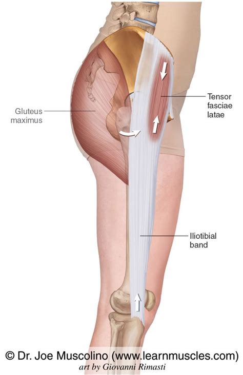 Tensor Fascia Lata