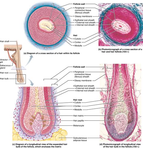 Hair Diagram Quizlet