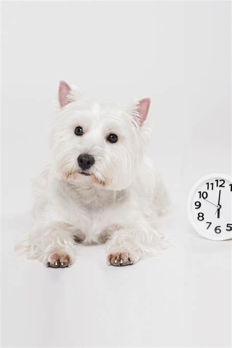 Возраст собаки по человеческим меркам Сколько человеческих лет собаке