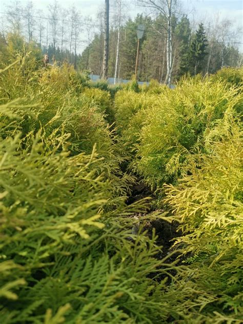 Туя Глобоза Аурея по лучшей цене в Москве - купить саженцы туи Globosa ...