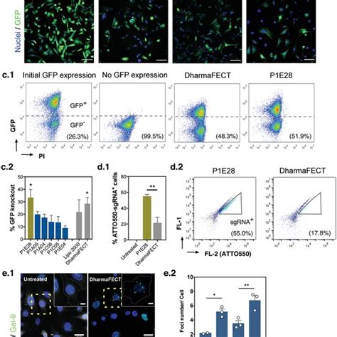 High‐throughput Screening Of Polymer Library For Mrna Delivery A Nps Download Scientific