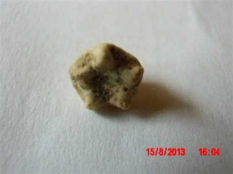 Crynoid Piece Fossil Id The Fossil Forum