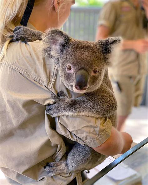 Heres Where Can You Meet Or Cuddle A Koala In Queensland Queensland